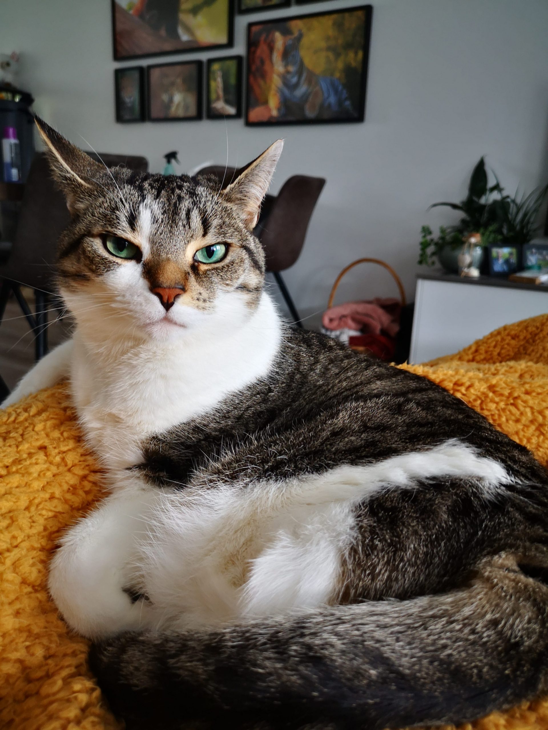 Pixie, Panda & Pongo - MyCat